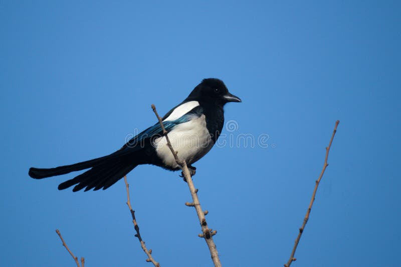 Pied magpie stock image. Image of magpie, winter, wildlife - 22449351