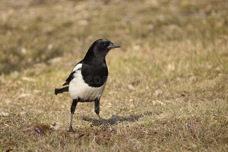 Pied magpie stock image. Image of animals, wild, ground - 83374297