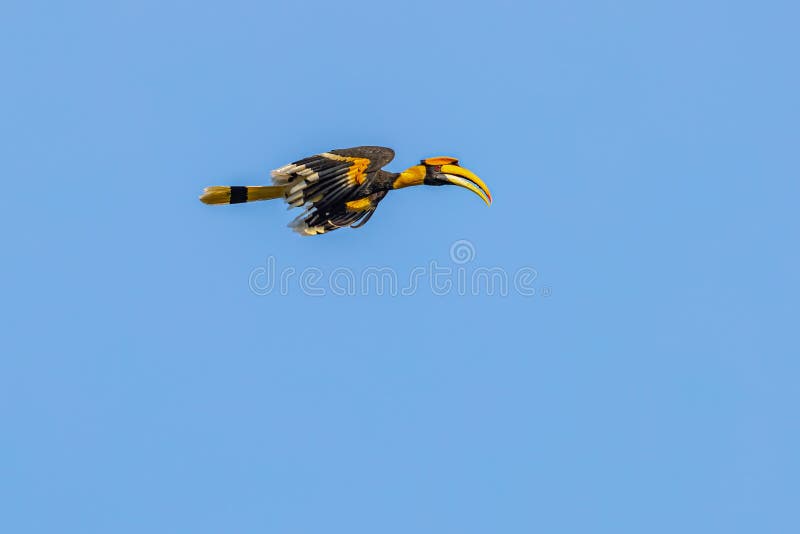 A Pied Malabar Hornbill Flying Stock Photo - Image of natural, species ...