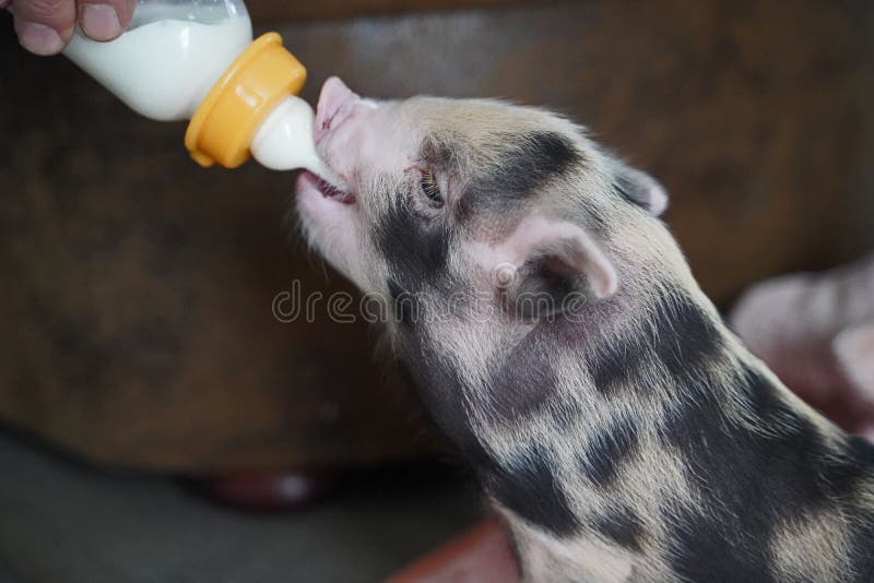 Pied Mini Baby Pig in Hand Rearing Stock Photo - Image of mini, bottle ...