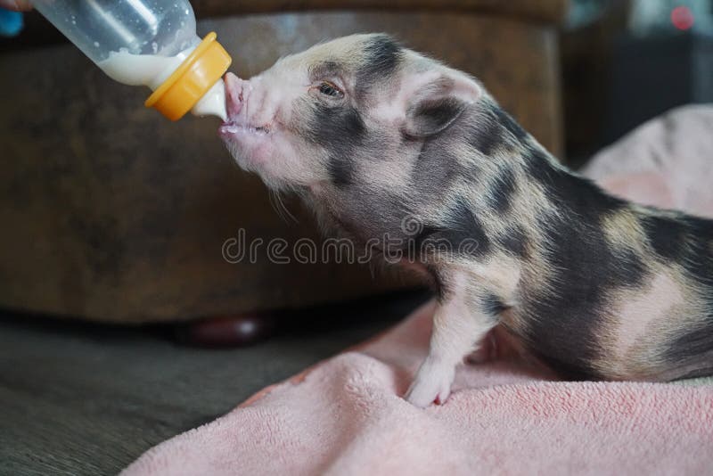 Pied Mini Baby Pig in Hand Rearing Stock Photo - Image of home, mini ...