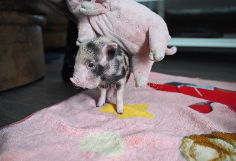 Pied Mini Baby Pig in Hand Rearing Stock Photo - Image of bristles ...