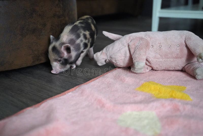 Pied Mini Baby Pig in Hand Rearing Stock Photo - Image of rearing, home ...