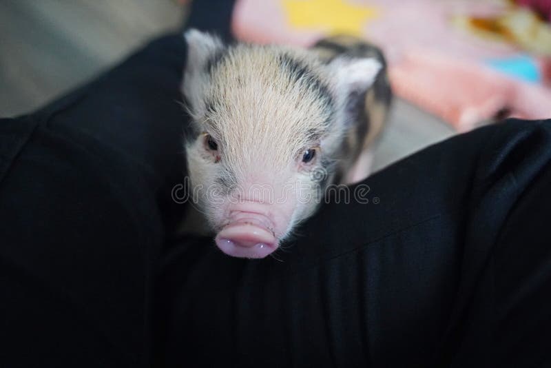 Pied Mini Baby Pig in Hand Rearing Stock Image - Image of baby, snout ...
