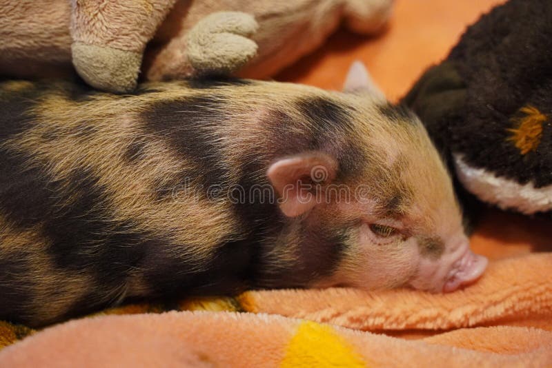 Pied Mini Baby Pig in Hand Rearing Stock Image - Image of affection ...