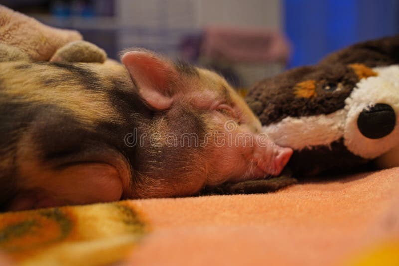 Pied Mini Baby Pig in Hand Rearing Stock Photo - Image of home ...