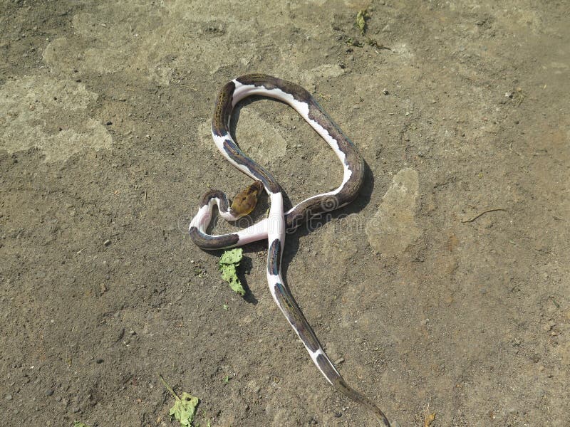 Pied Retic Python Snake Wildlife Stock Photo - Image of snake ...