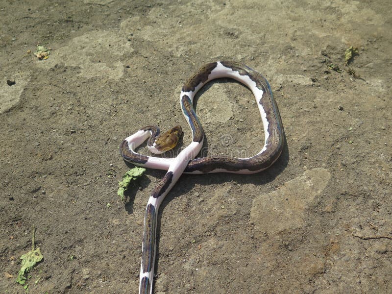 Pied Retic Python Snake Wildlife Stock Photo - Image of pied, iron ...