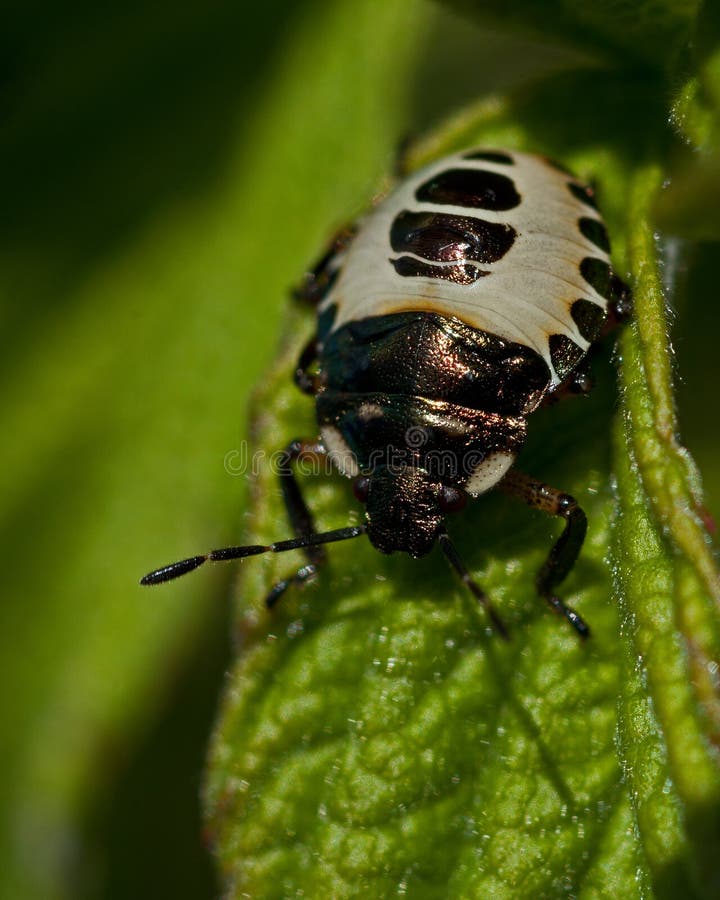 Pied Shieldbug Tritomegas Bicolor Stock Photo - Image of forest ...