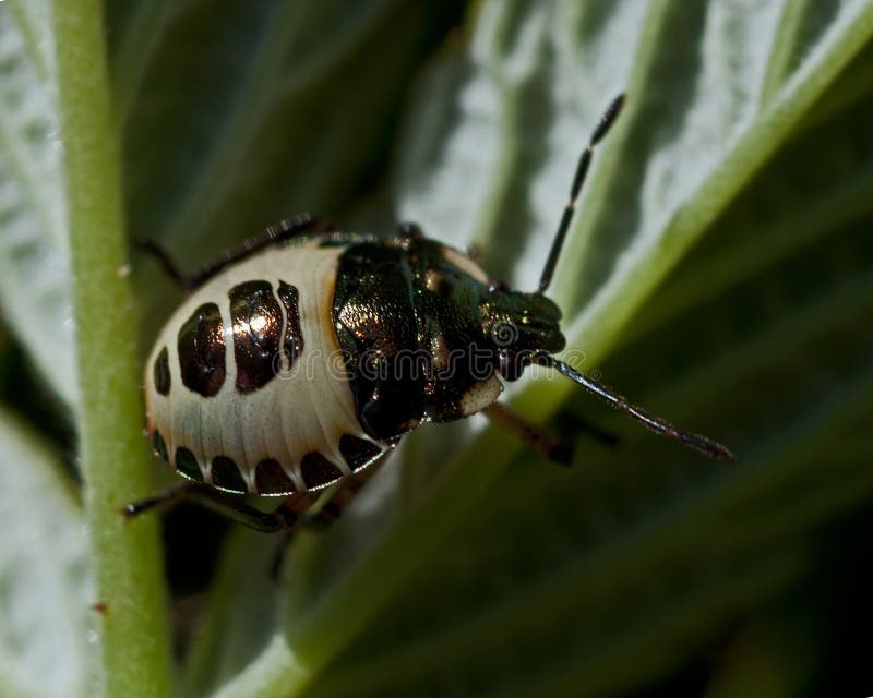Pied Shieldbug Tritomegas Bicolor Stock Photo - Image of forest ...