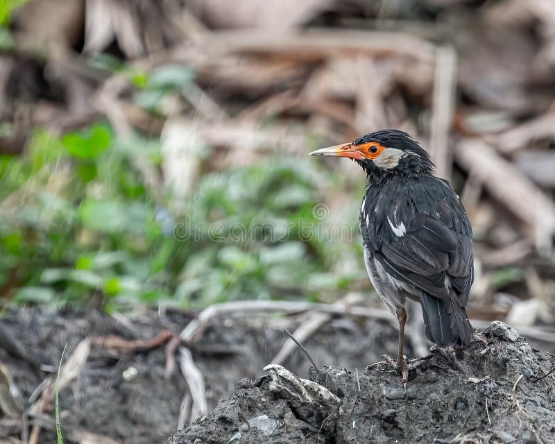 A Pied Starling sitting stock photo. Image of closeup - 256054618