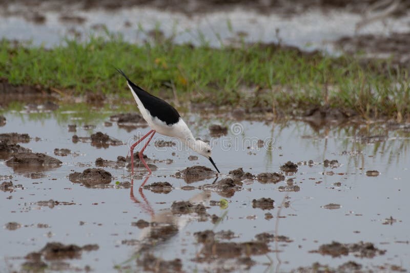 Pied Stilt Foraging on a Wet Dirty Shore Stock Image - Image of long ...