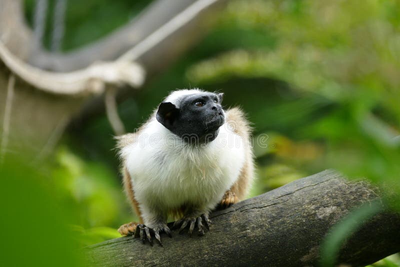 Pied Tamarin (Saguinus Bicolor) Stock Photo - Image of brazilian ...
