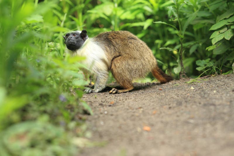 Pied tamarin stock photo. Image of green, mammal, america - 41321346