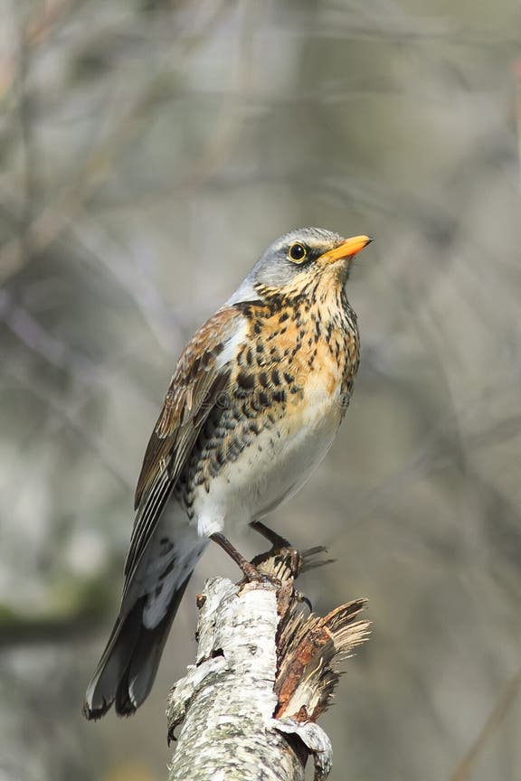 Pied Thrush is on the Tree and Looked in the Spring Stock Photo - Image ...