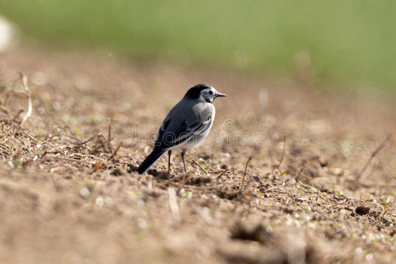 Pied Wagtail Bird stock photo. Image of plumage, graceful - 377117552