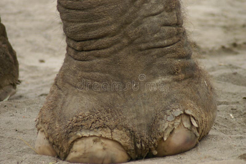 Piede Tailandia Dell'elefante Fotografia Stock - Immagine di grande ...