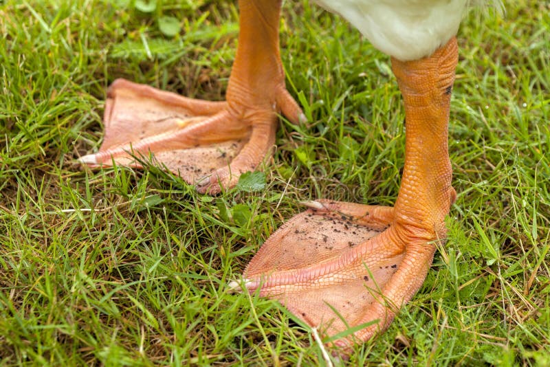 Piedi dell'oca immagine stock. Immagine di divertente - 30510587