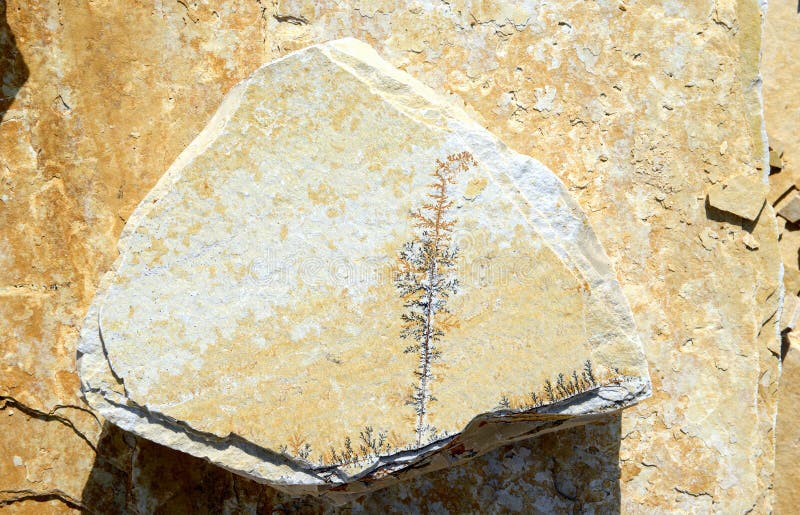 Piedra Caliza Con Las Dendritas Del Manganeso Imagen de archivo ...