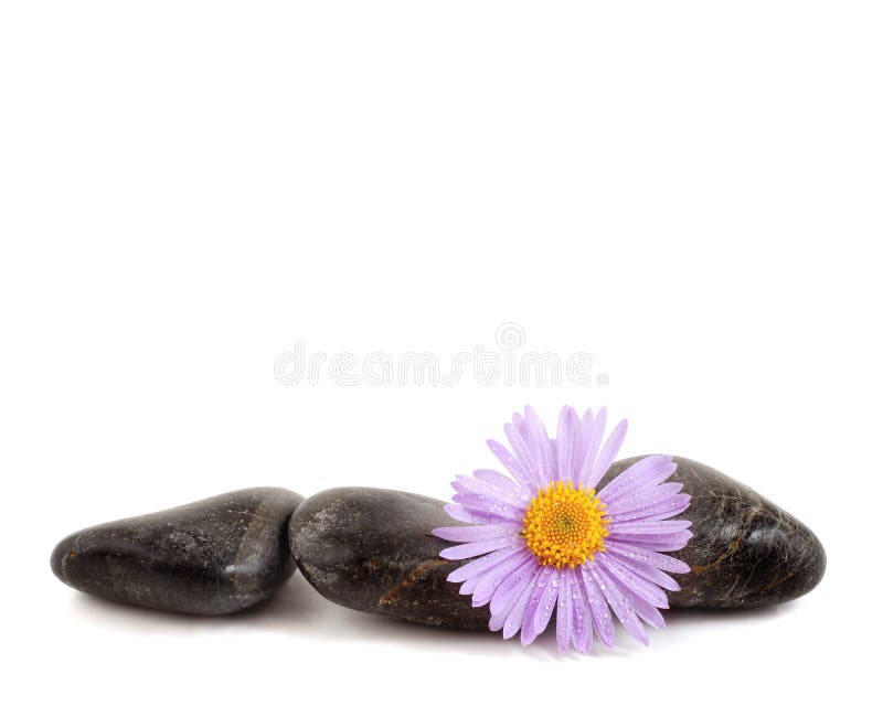 Piedra y flor imagen de archivo. Imagen de piedra, relaje - 19895993