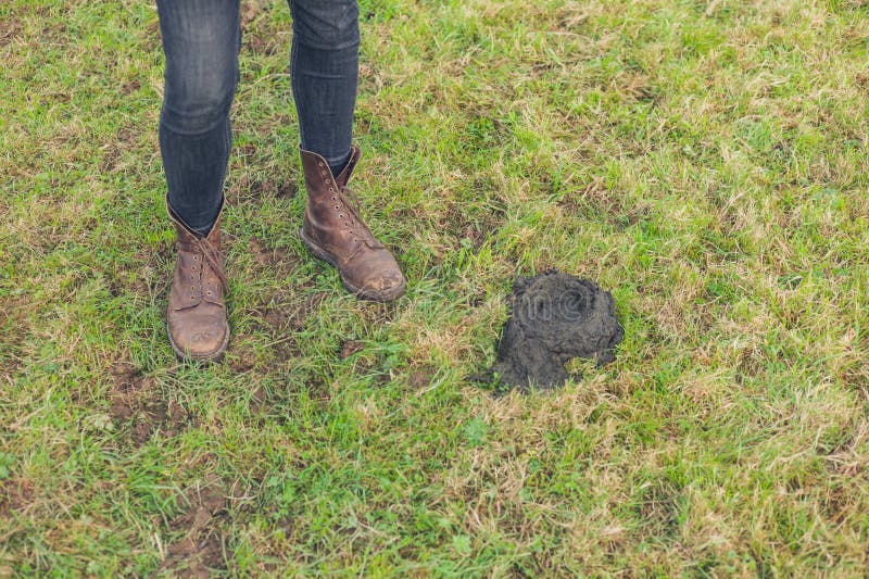 3,804 Photos de Dried Cow Dung - Photos de stock gratuites et libres de ...