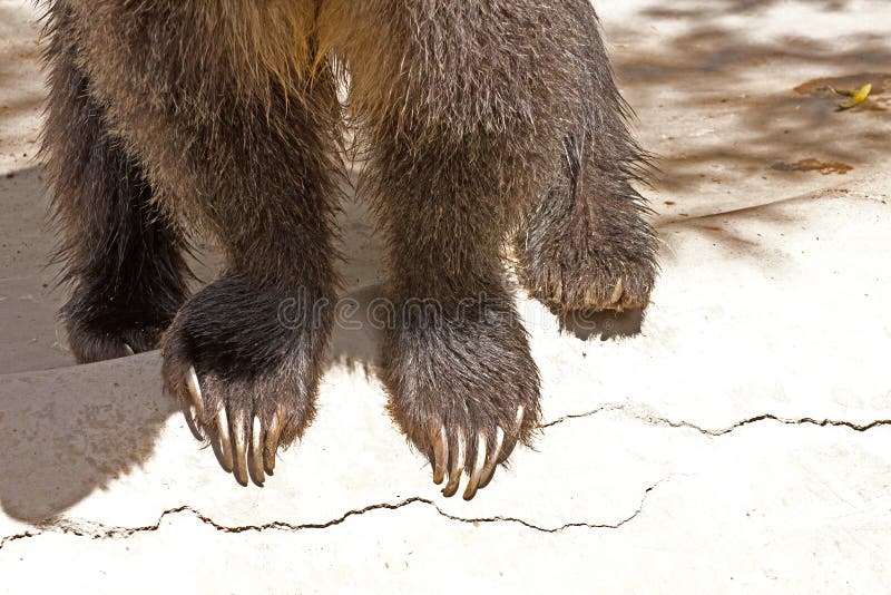 Griffes d'ours image stock. Image du ours, croc, slash - 27294841