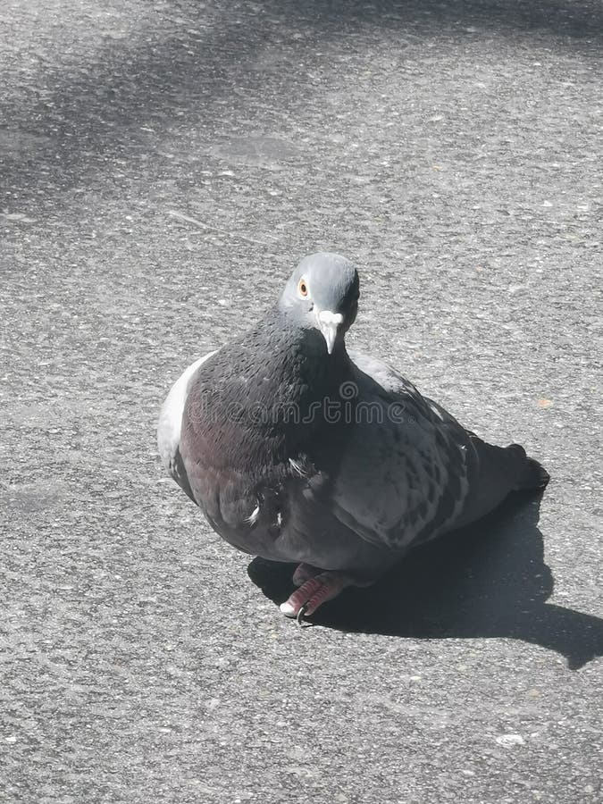 Piegon in the asphalt stock photo. Image of duck, beak - 183468602