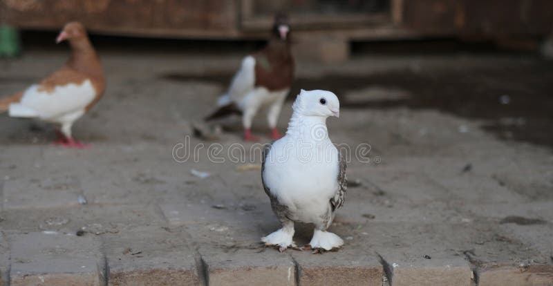 Piegon stock image. Image of gull, waterbird, parrot - 280941247