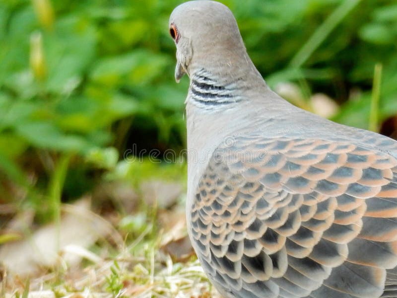 Piegon S Head Close Up Full Frame Stock Image - Image of beak, nature ...