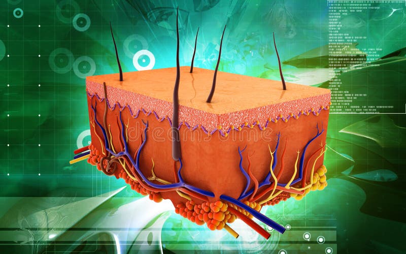 Piel stock de ilustración. Ilustración de pelo, tejido - 36286986