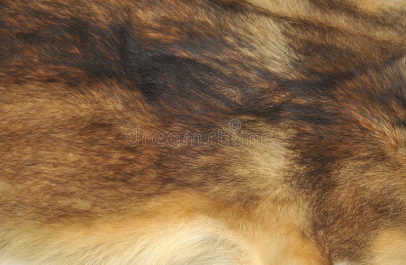 1,336,361 Pieles Animales Fotos de stock - Fotos libres de regalías de ...