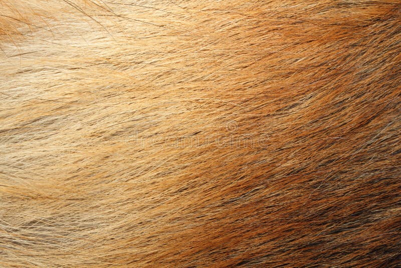 Piel animal foto de archivo. Imagen de modelo, texturizado - 24523018