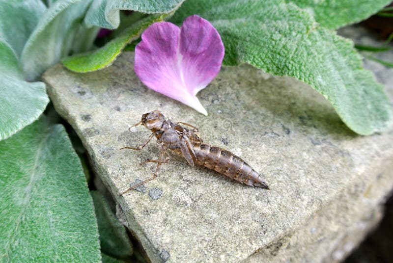 Shell De La Larva De La Libélula Imagen de archivo - Imagen de macro ...
