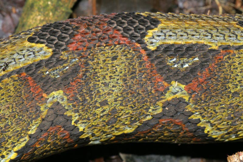 Piel de serpiente foto de archivo. Imagen de primer, reptil - 648672