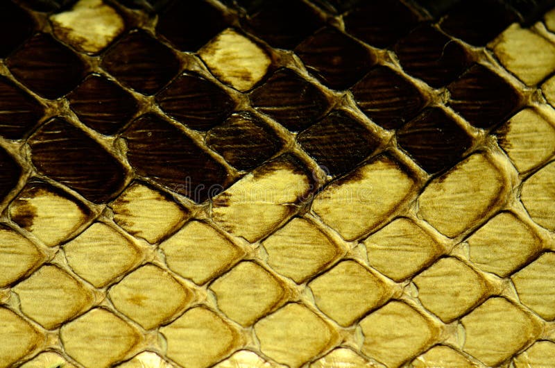 Piel de serpiente imagen de archivo. Imagen de cuero - 51836371