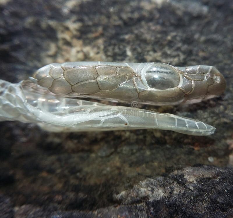 Piel de serpiente foto de archivo. Imagen de salvaje - 97149916