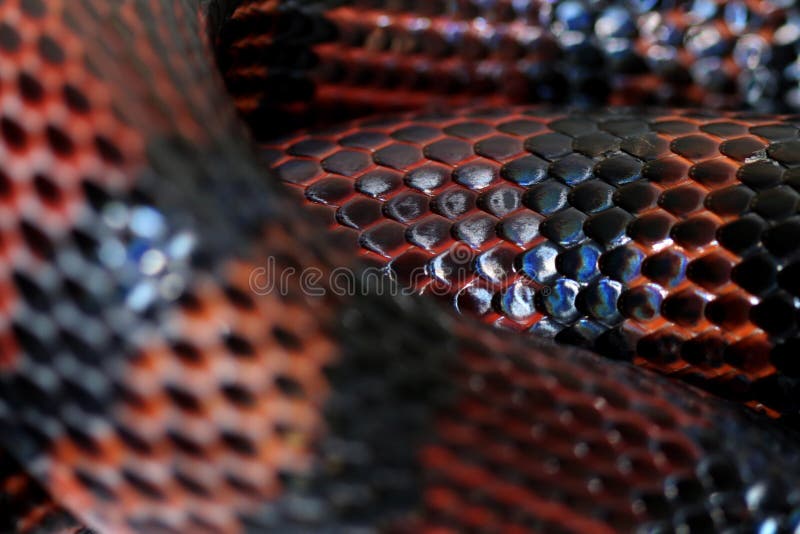 Piel De Serpiente Colorida Fotos De Stock - Download 61 Fotos Libres de ...