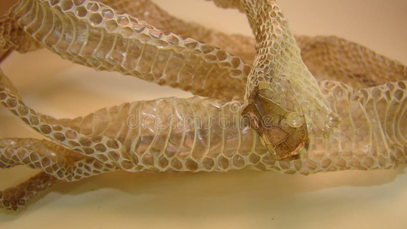 Piel De Serpiente Derrame Piel De Serpiente Aislada En Un Fondo Blanco ...
