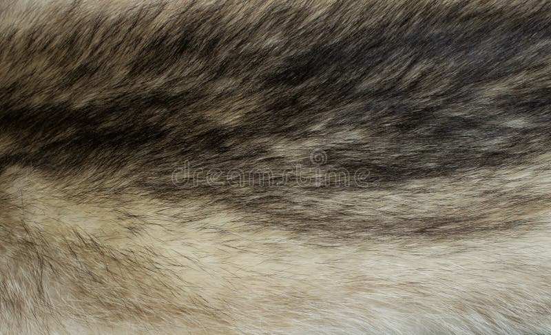 Piel de un mapache foto de archivo. Imagen de salvaje - 27095246