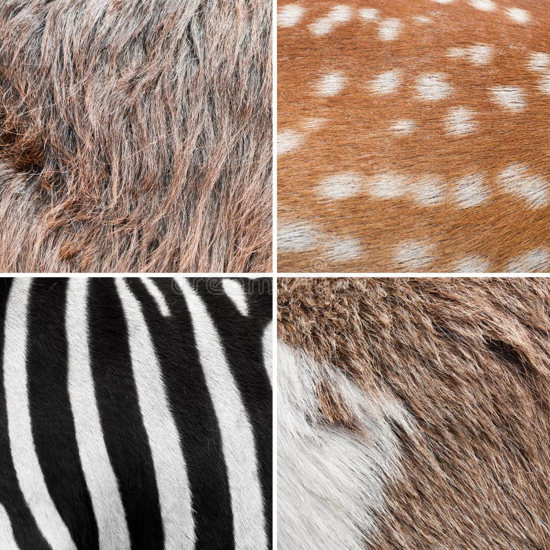 Piel de animales real imagen de archivo. Imagen de cuero - 74209973