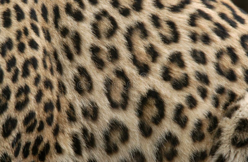 Piel del leopardo imagen de archivo. Imagen de leopardo - 492015