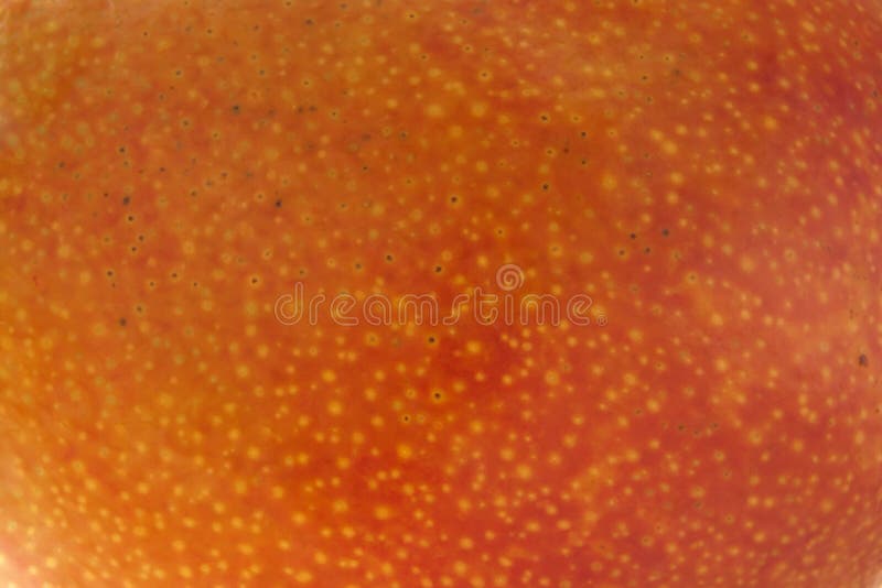 Piel del mango foto de archivo. Imagen de mango, dieta - 52784810