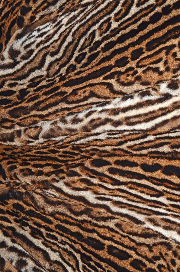 Textura De La Piel Del Ocelot Foto de archivo - Imagen de detalles ...