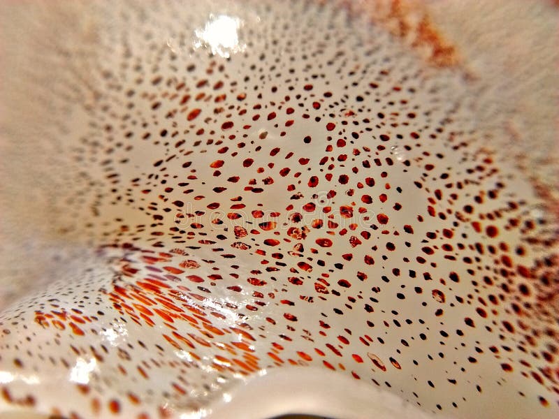 Piel del pulpo foto de archivo. Imagen de animal, colores - 14582286