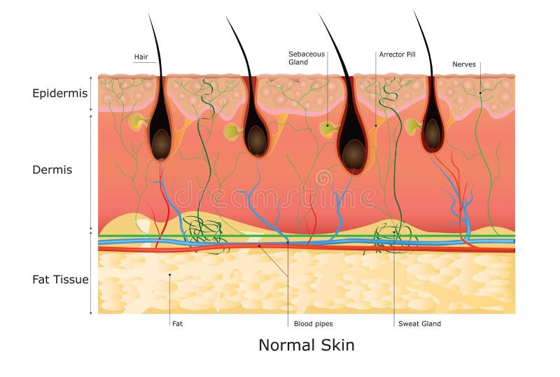 Piel normal infographic ilustración del vector. Ilustración de médico ...