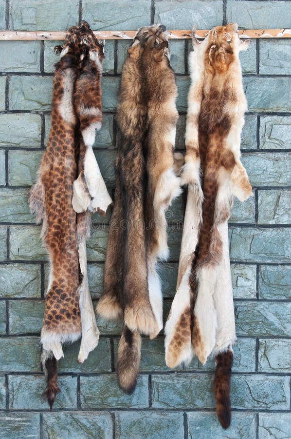 Pieles Animales Que Cuelgan En Una Pared Imagen de archivo - Imagen de ...