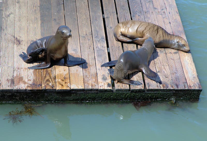Pier 39 stock photo. Image of seals, nine, three, water - 2689964