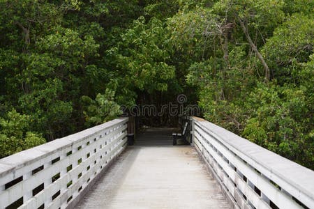 Pier that Goes into the Mangroves. Stock Photo - Image of backyard ...
