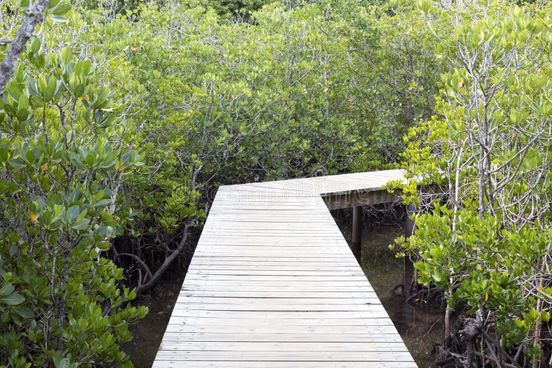Pier in a mangrove swamp stock photo. Image of wild - 177952754
