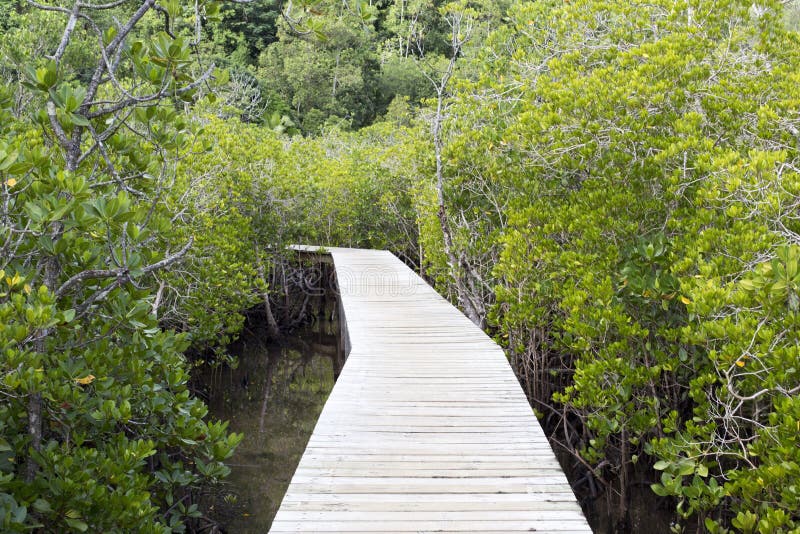 Pier in a mangrove swamp stock photo. Image of wild - 177952754